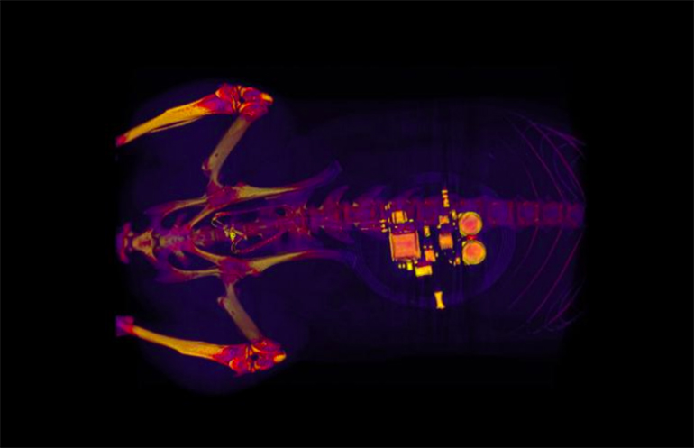 Closed-loop device uses light to control overactive bladder - MassDevice